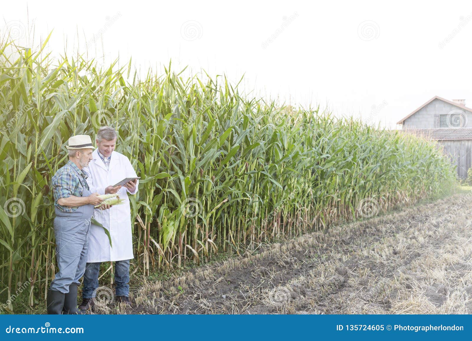 3,666 Digital Corn Stock Photos - Free & Royalty-Free Stock Photos from ...