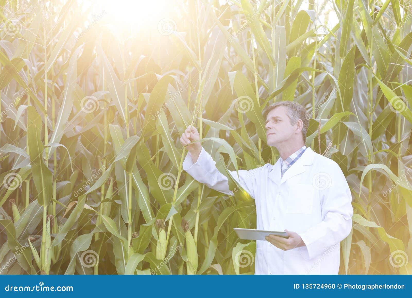 Mature Scientist with Digital Tablet Inspecting Crops at Farm Stock ...