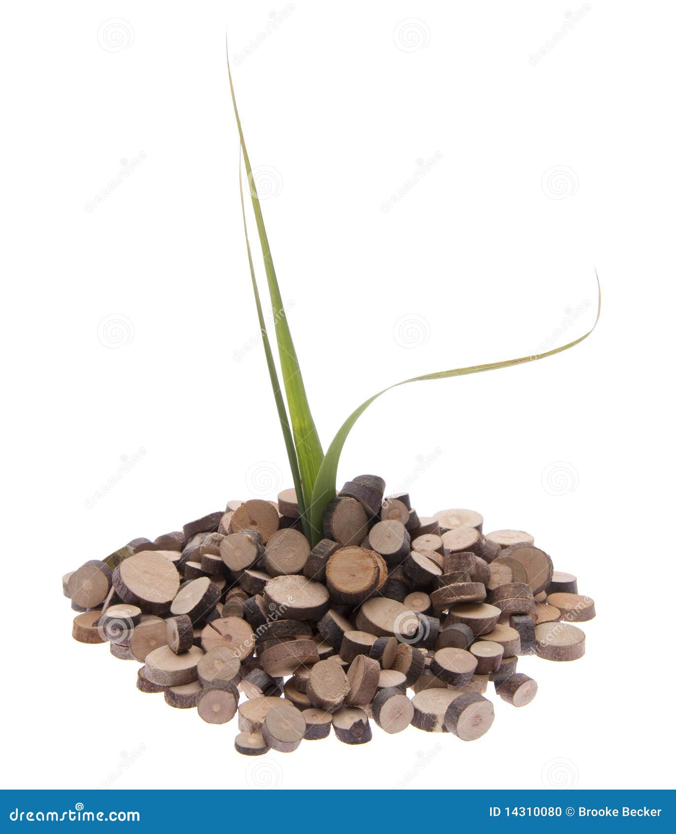 Eco Friendly Growth stock photo. Image of earth, ecology - 14310080