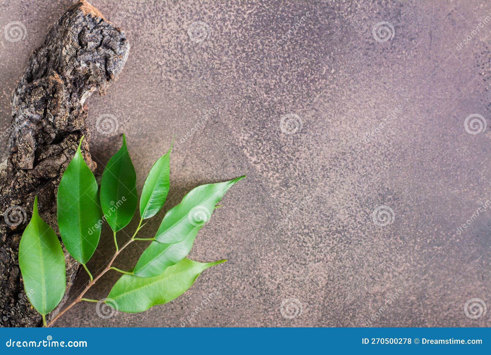 Eco Friendly Natural Background from Bark and Twig with Leaves on Brown ...