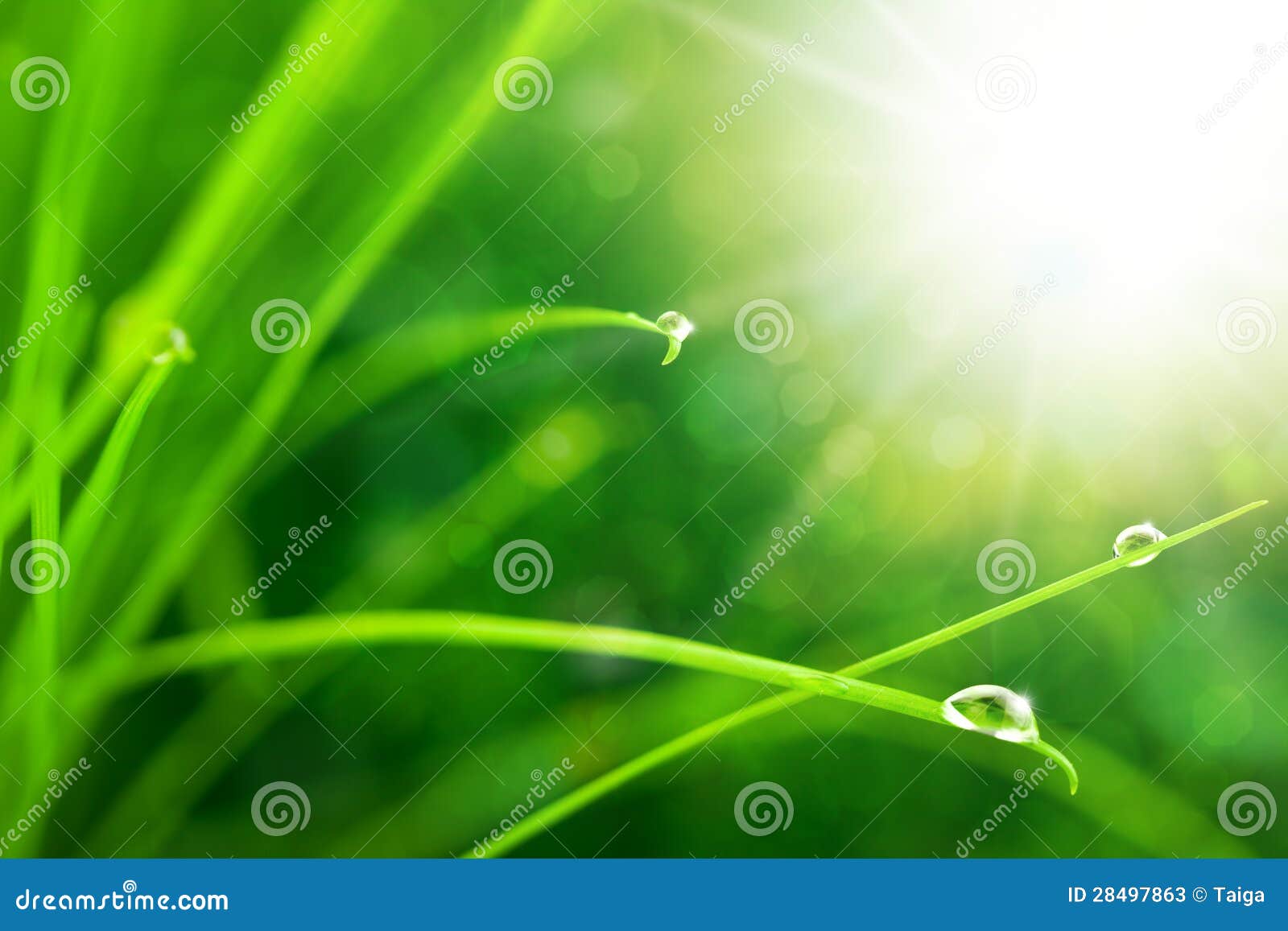 Eco Nature Background with Grass, Sun and Waterdrops Stock Image ...