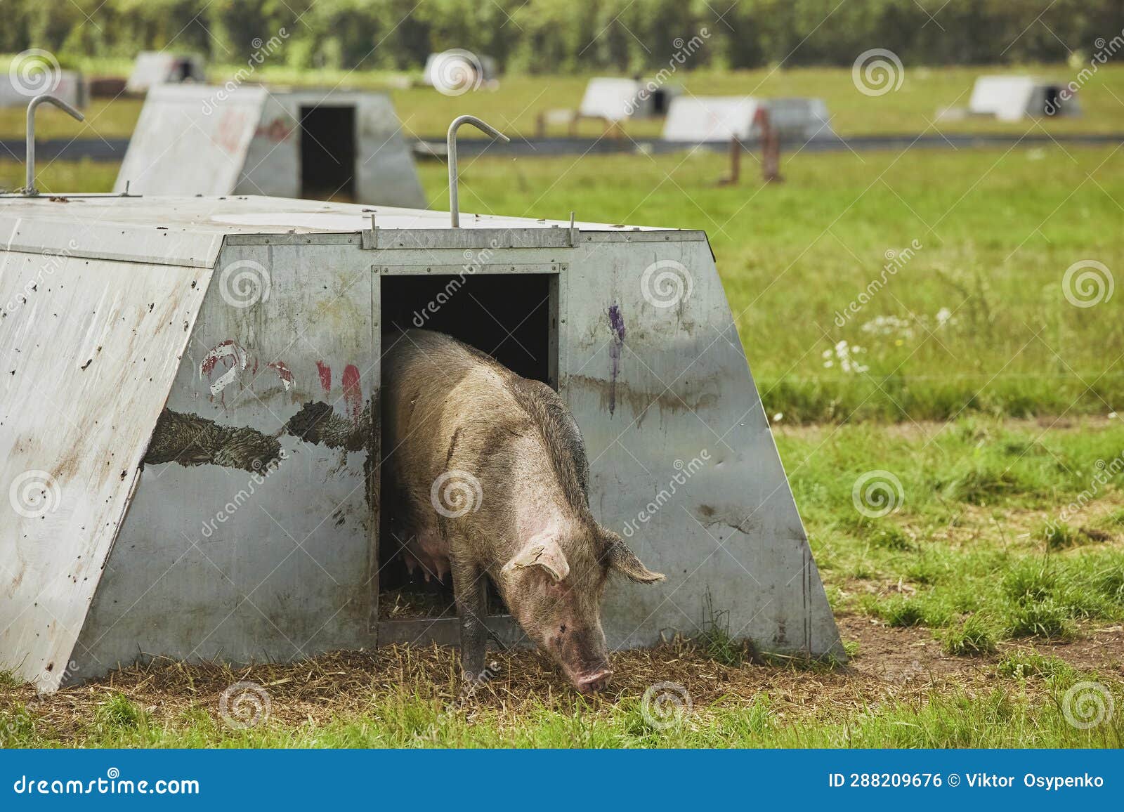 Eco Pig Farm in the Field in Denmark Stock Photo - Image of food ...