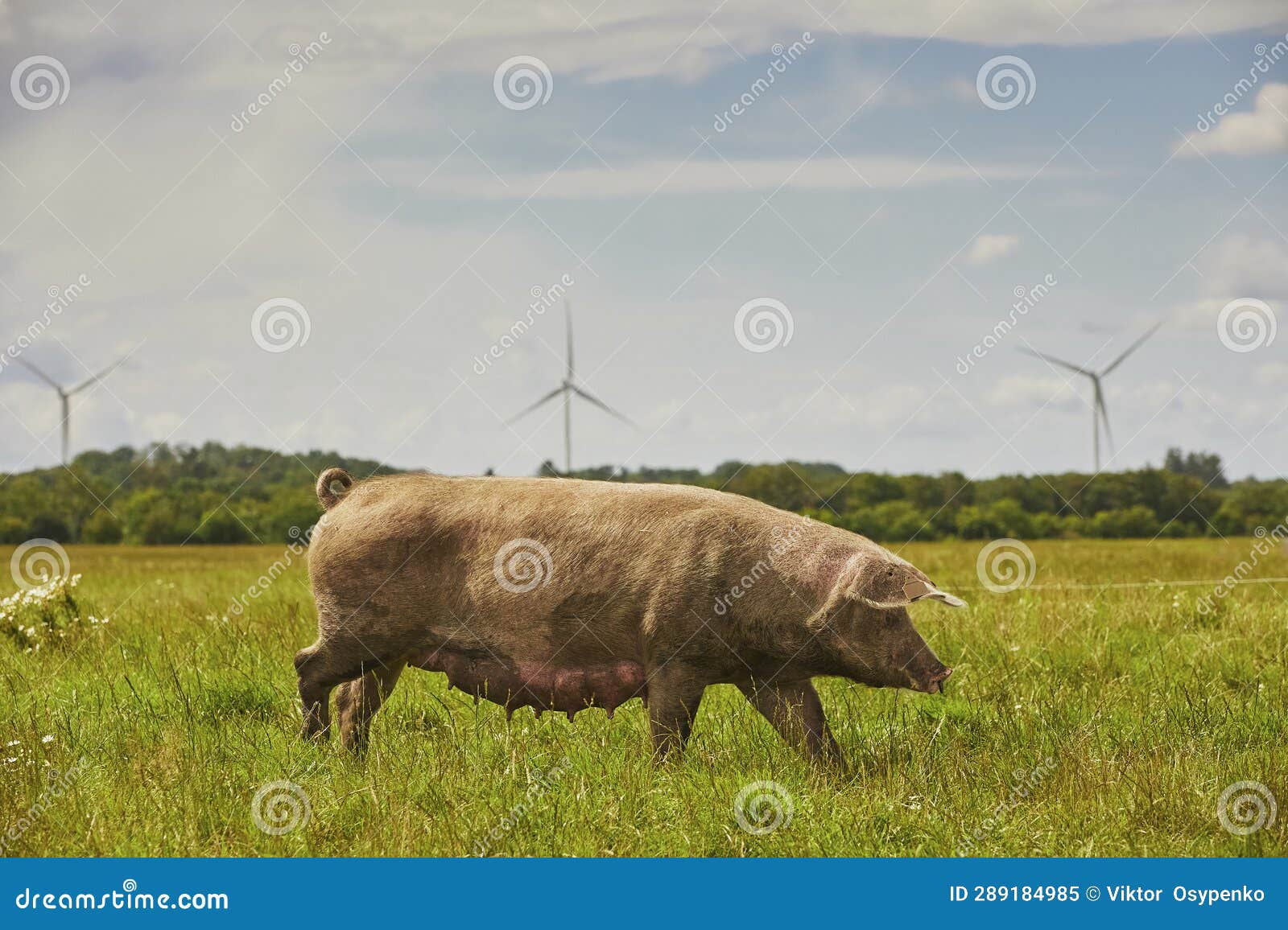 Eco Pig Farm in the Field in Denmark Stock Image - Image of ecological ...