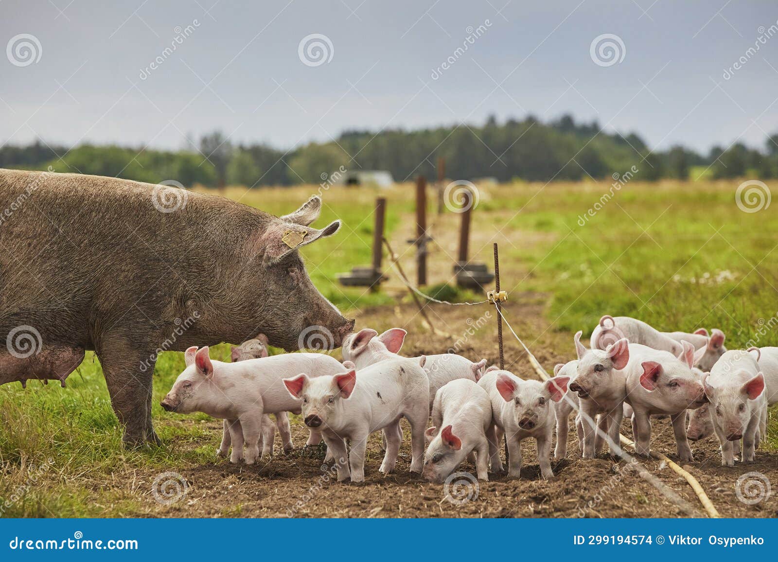 Eco Pig Farm in the Field in Denmark Stock Photo - Image of corral ...