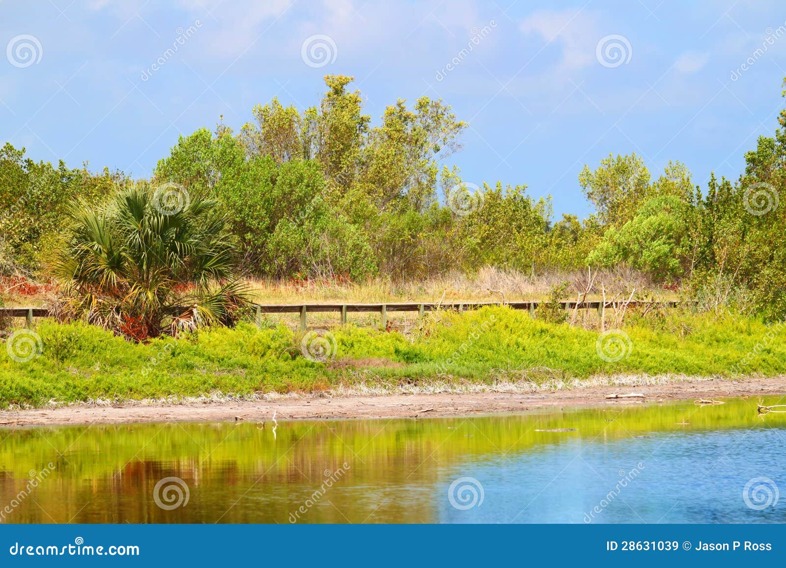 Eco Pond Everglades National Park Stock Image - Image of natural ...