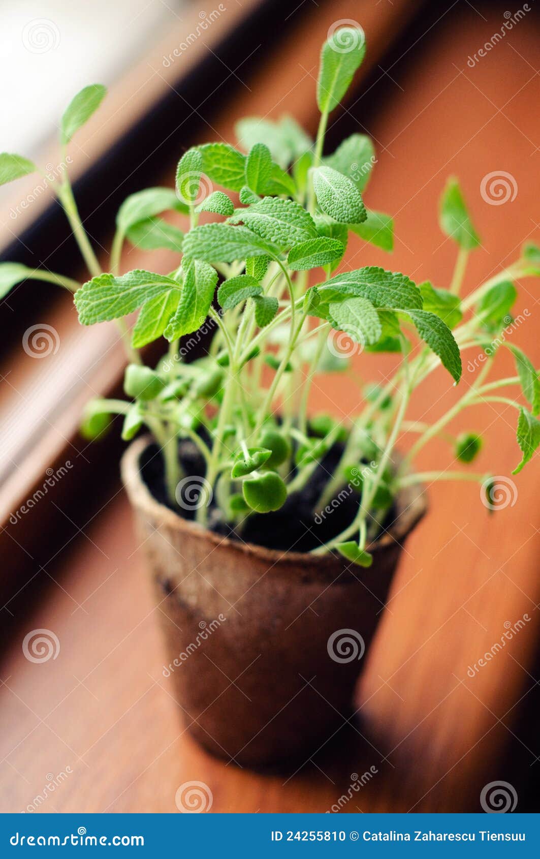 Eco pot with young sage stock photo. Image of window - 24255810
