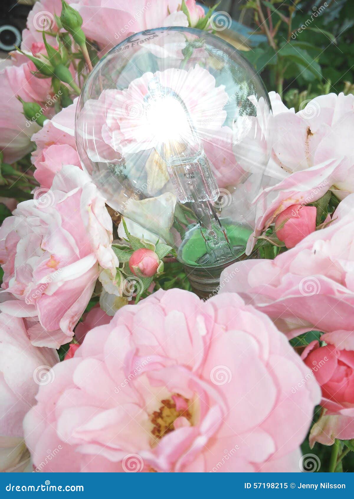 Eco Rose Light stock image. Image of rock, shine, energy - 57198215