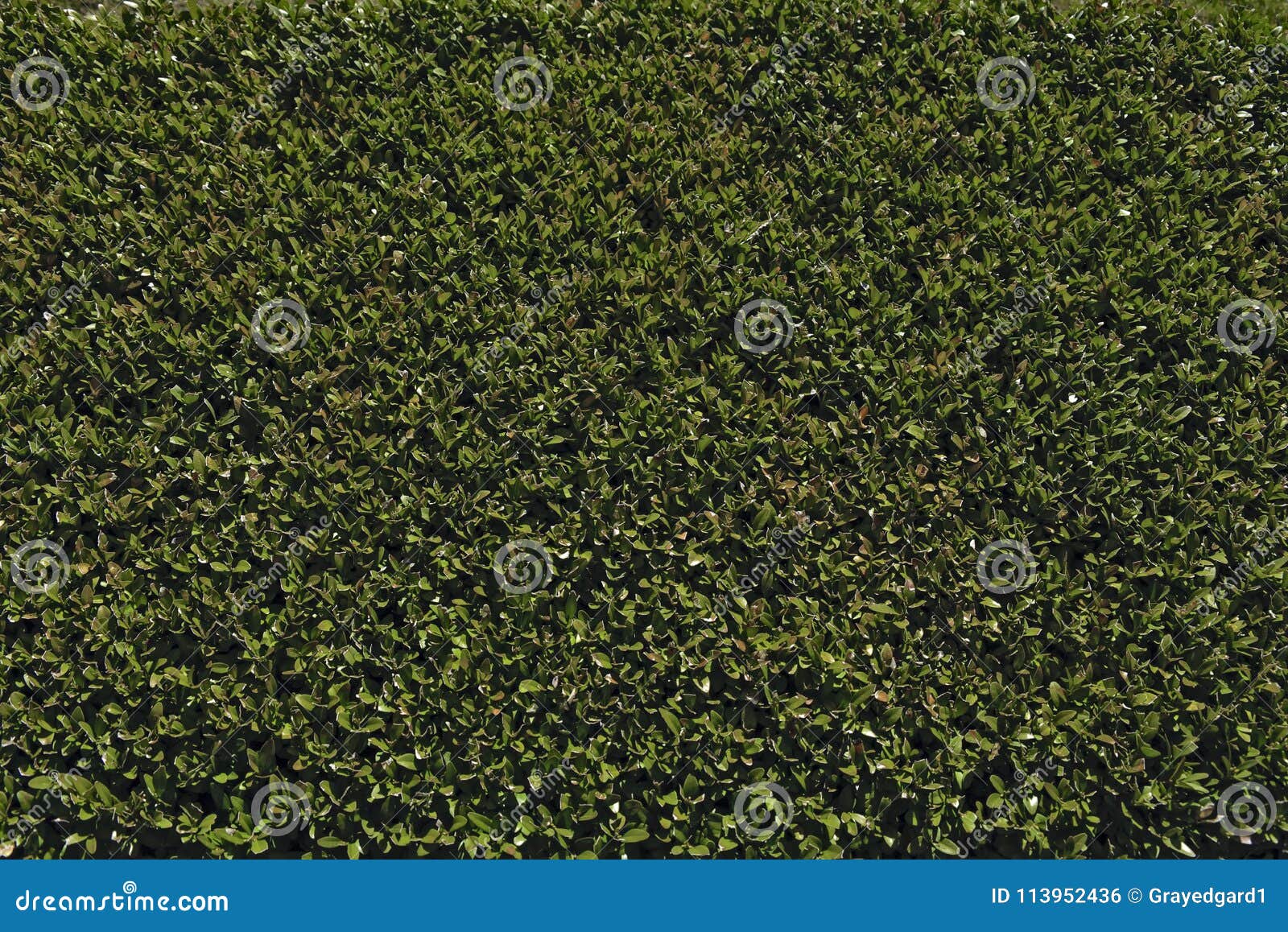 Eco texture, background. stock photo. Image of ecology - 113952436