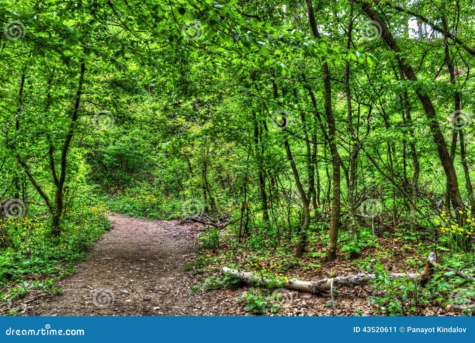 Eco trail stock image. Image of freshness, road, trail - 43520611