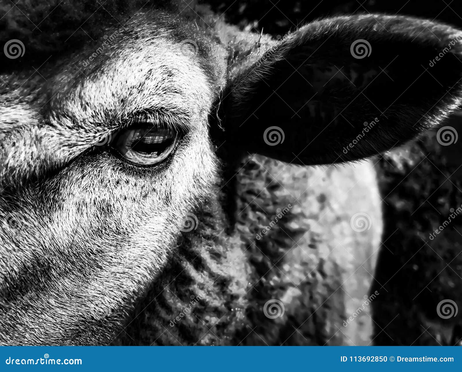 Eye of sheep stock photo. Image of sheep, farm, looking - 113692850