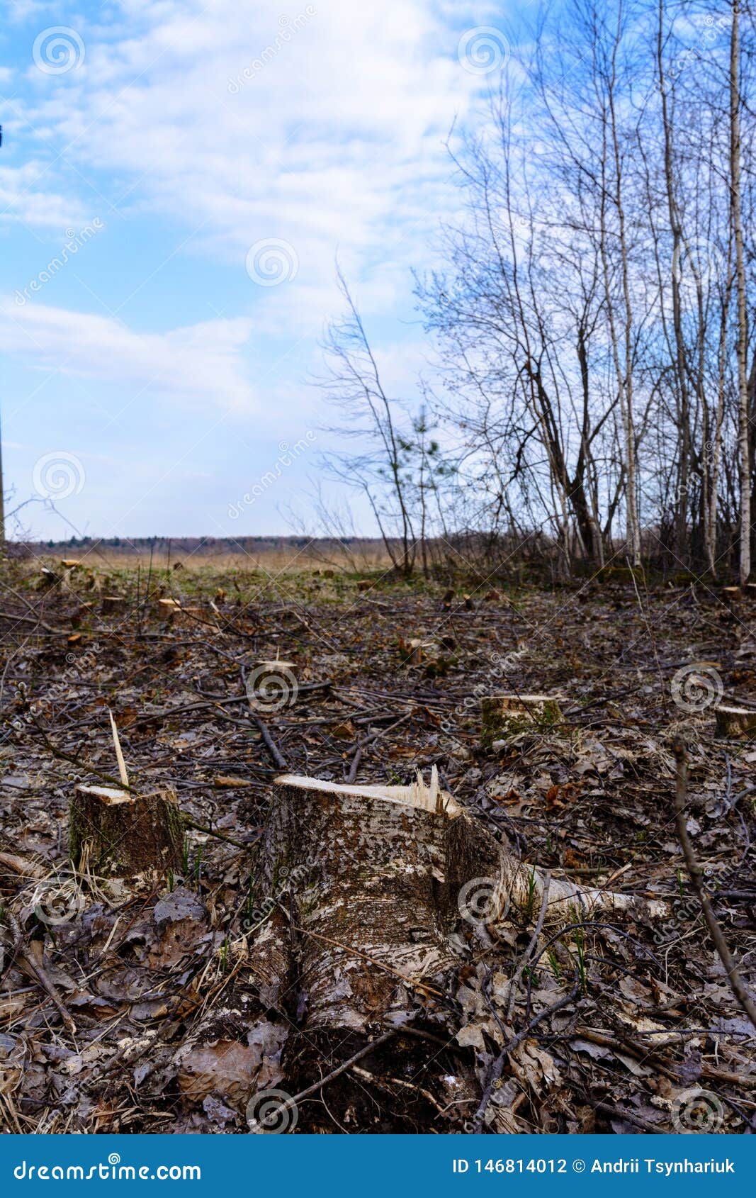 Ecological Catastrophe, Large-scale Felling of the Young Forest. Stock ...