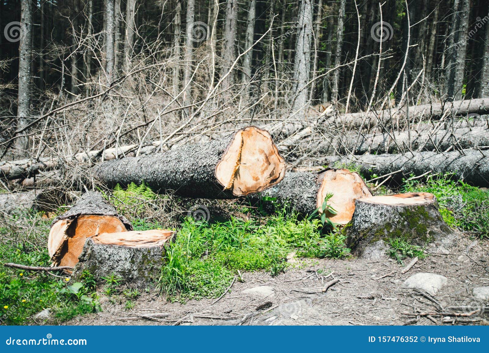 Ecological Catastrophy. Photo of Illegal Logging. Environmental Problem ...