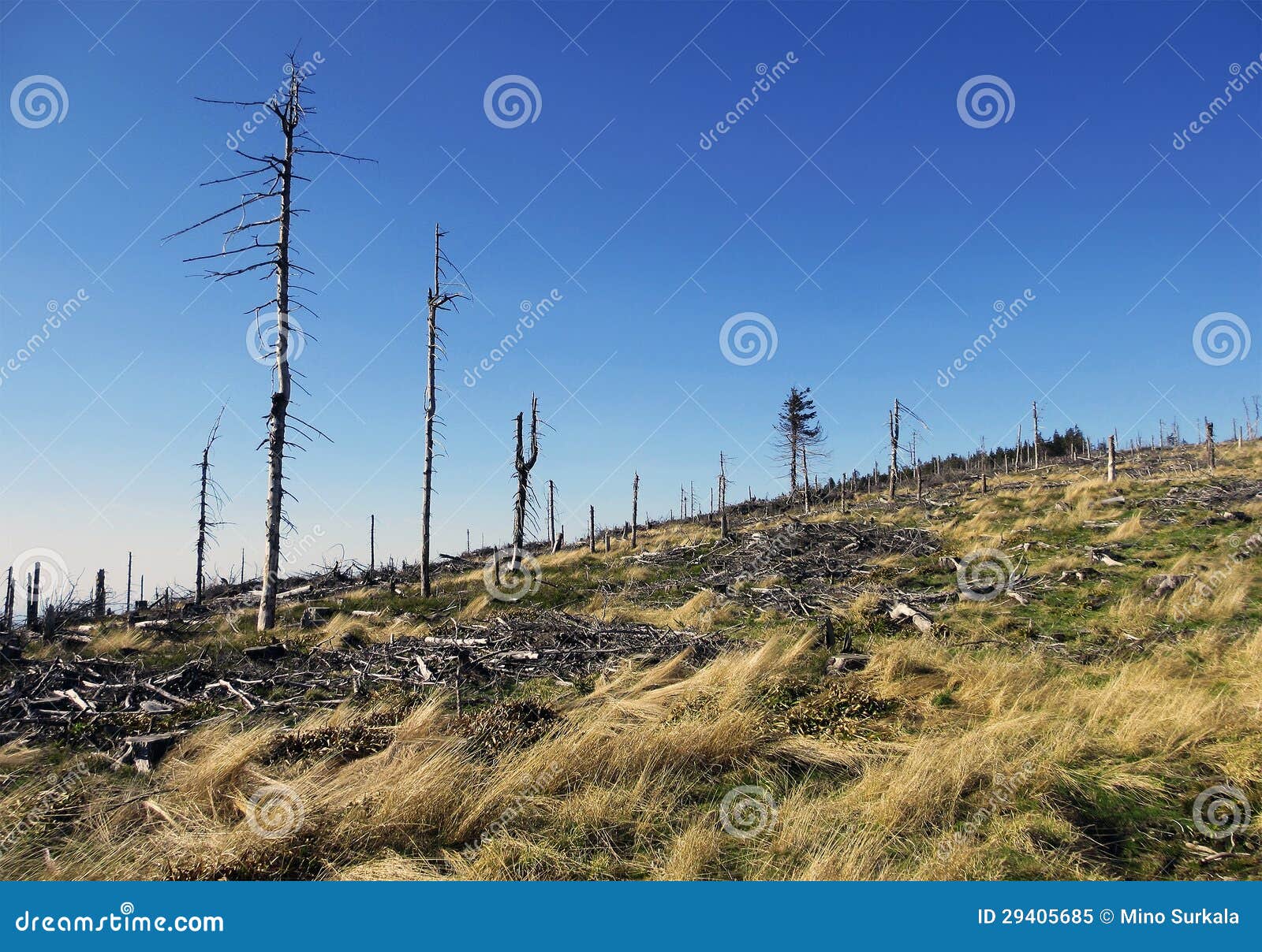Ecological Disaster stock image. Image of climate, death - 29405685