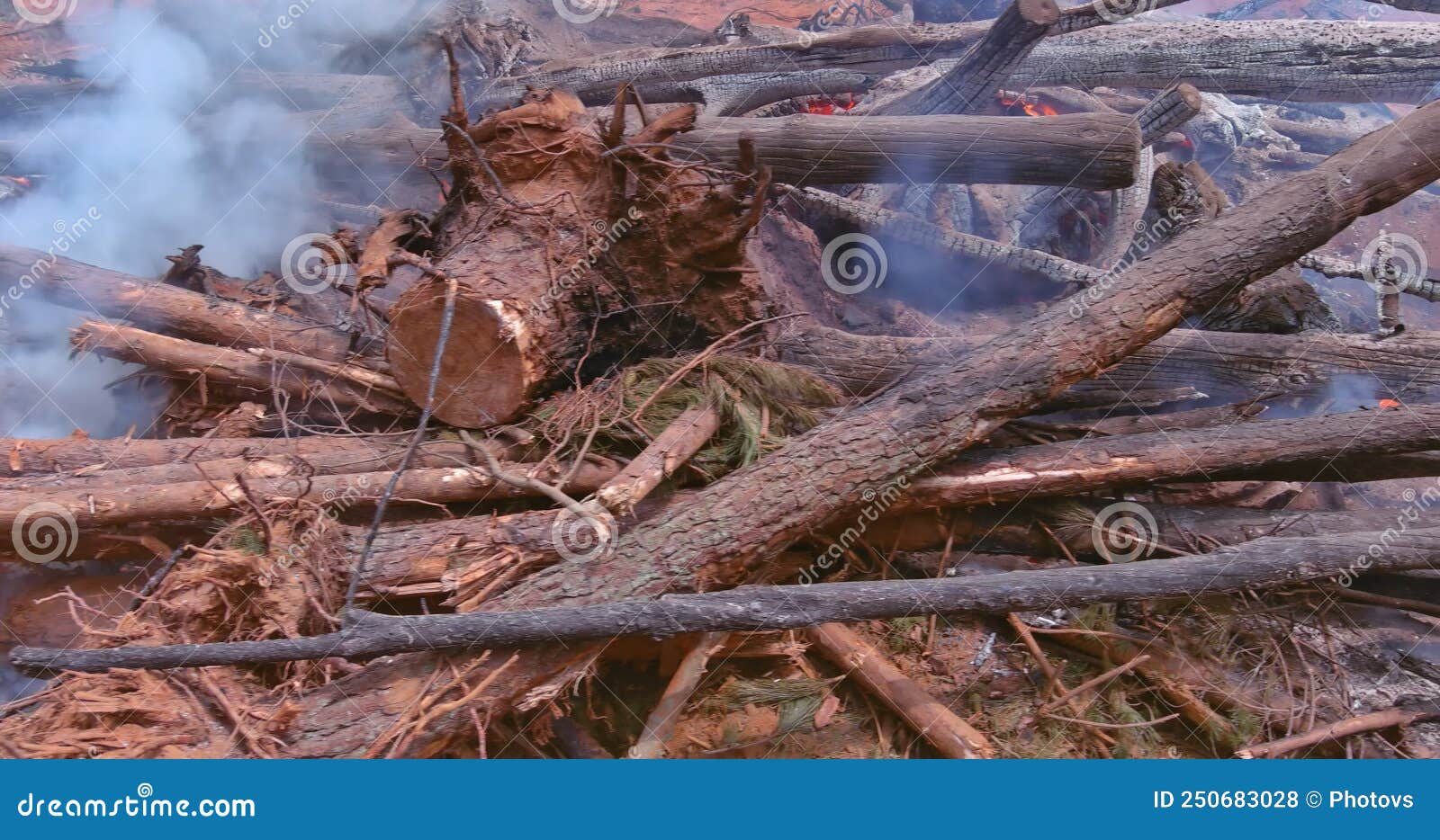 An Ecological Disaster Resulted from a Forest Fire that Burned Down ...