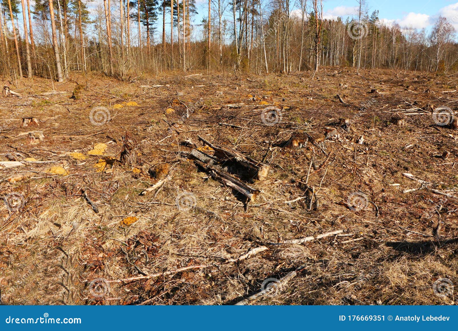 Ecological Disturbance - Sawn Forest Stock Image - Image of damage ...