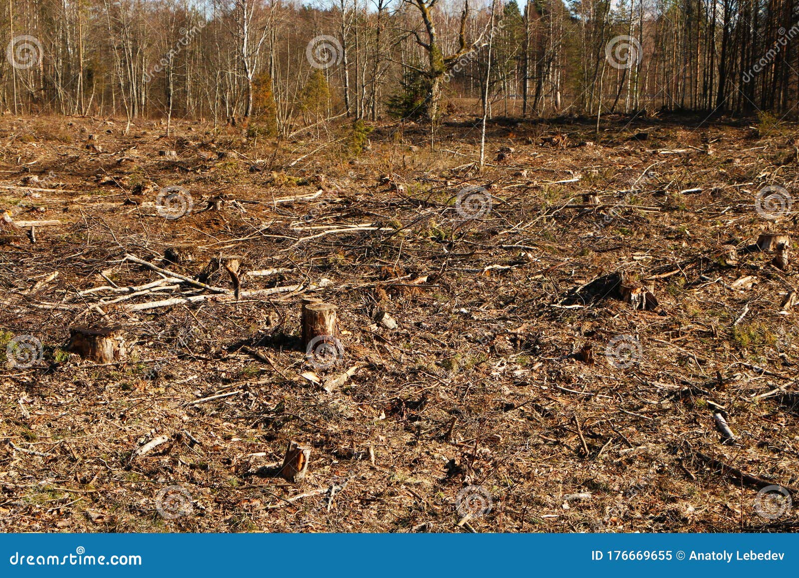 Ecological Disturbance - Sawn Forest Stock Image - Image of energy ...