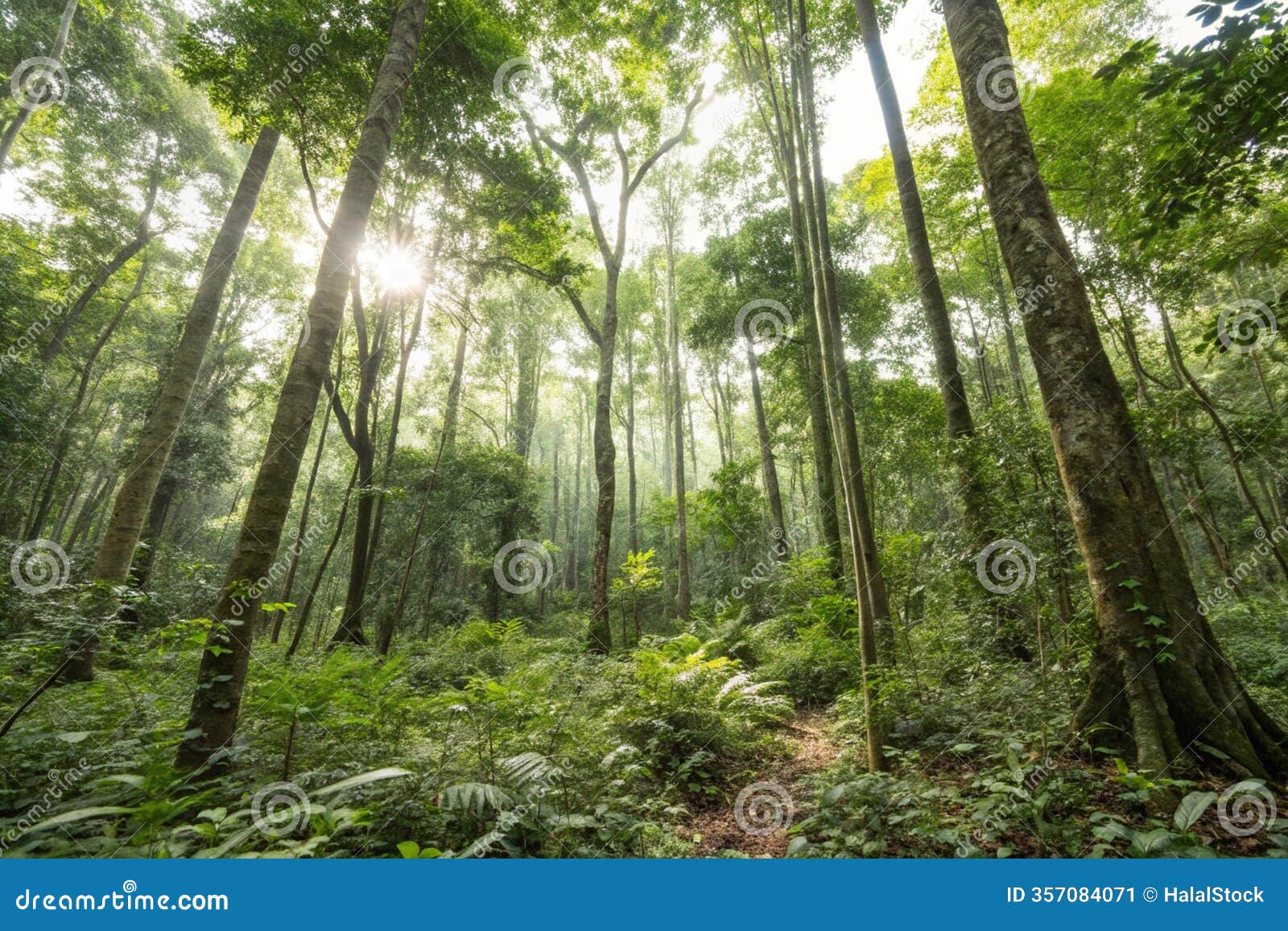 Ecological Forest with Trees As Main Life Form Stock Illustration ...