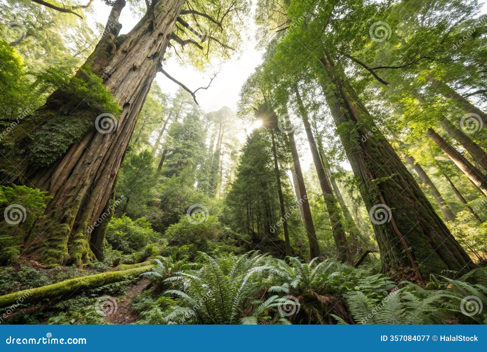 Ecological Forest with Trees As Main Life Form Stock Illustration ...