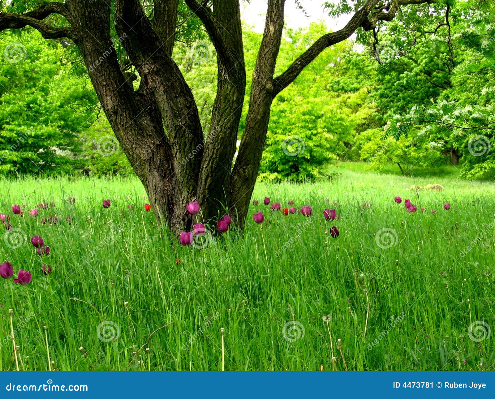 Ecological meadow stock image. Image of backdrop, berlin - 4473781
