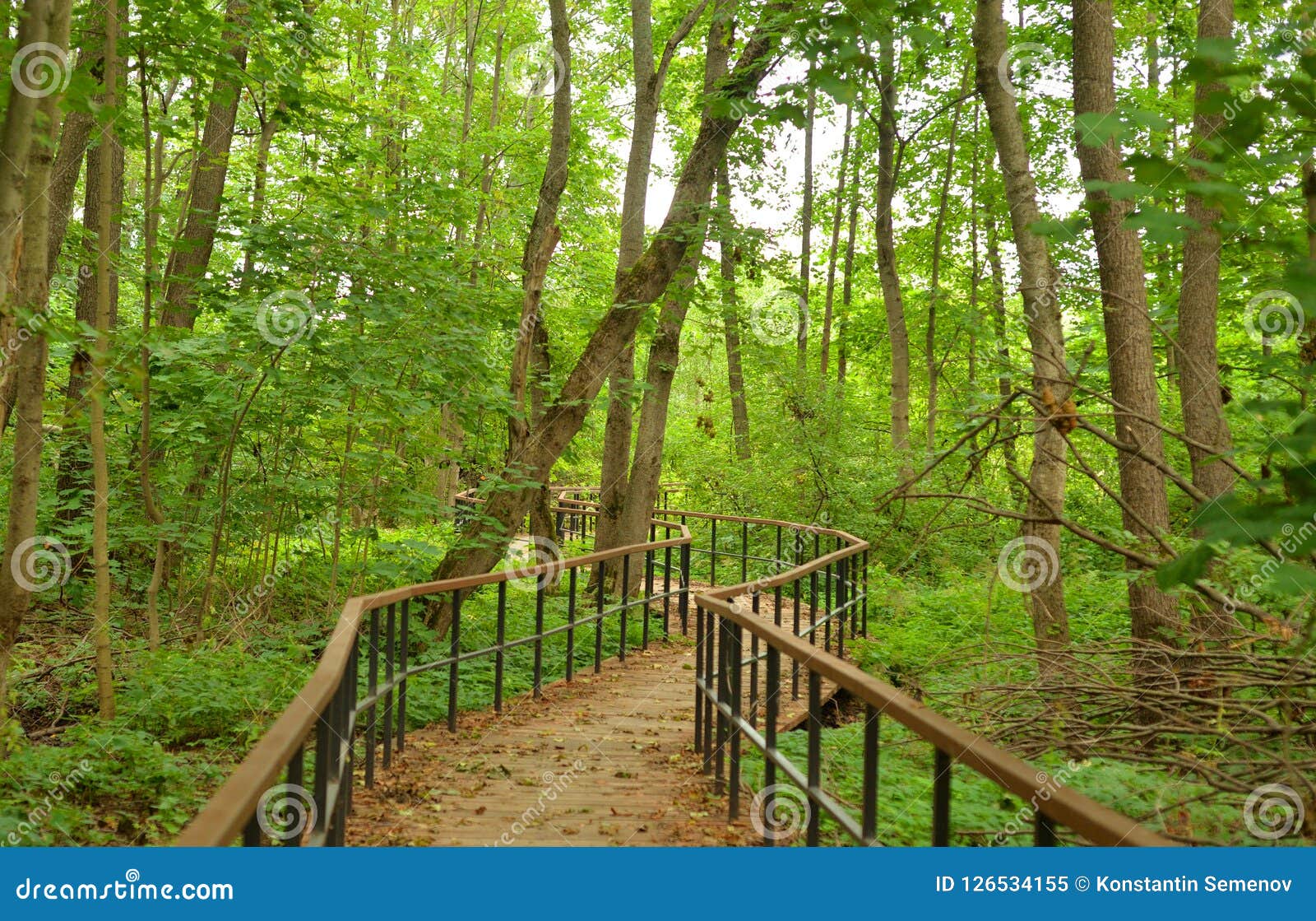 Ecological Path in Deciduous Forest at Summer. Stock Image - Image of ...