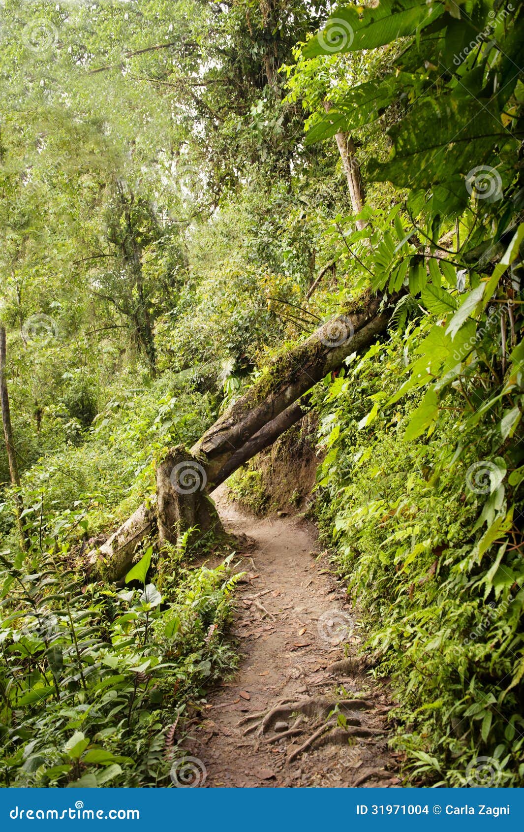 Ecological path in Ecuador stock photo. Image of ecuador - 31971004
