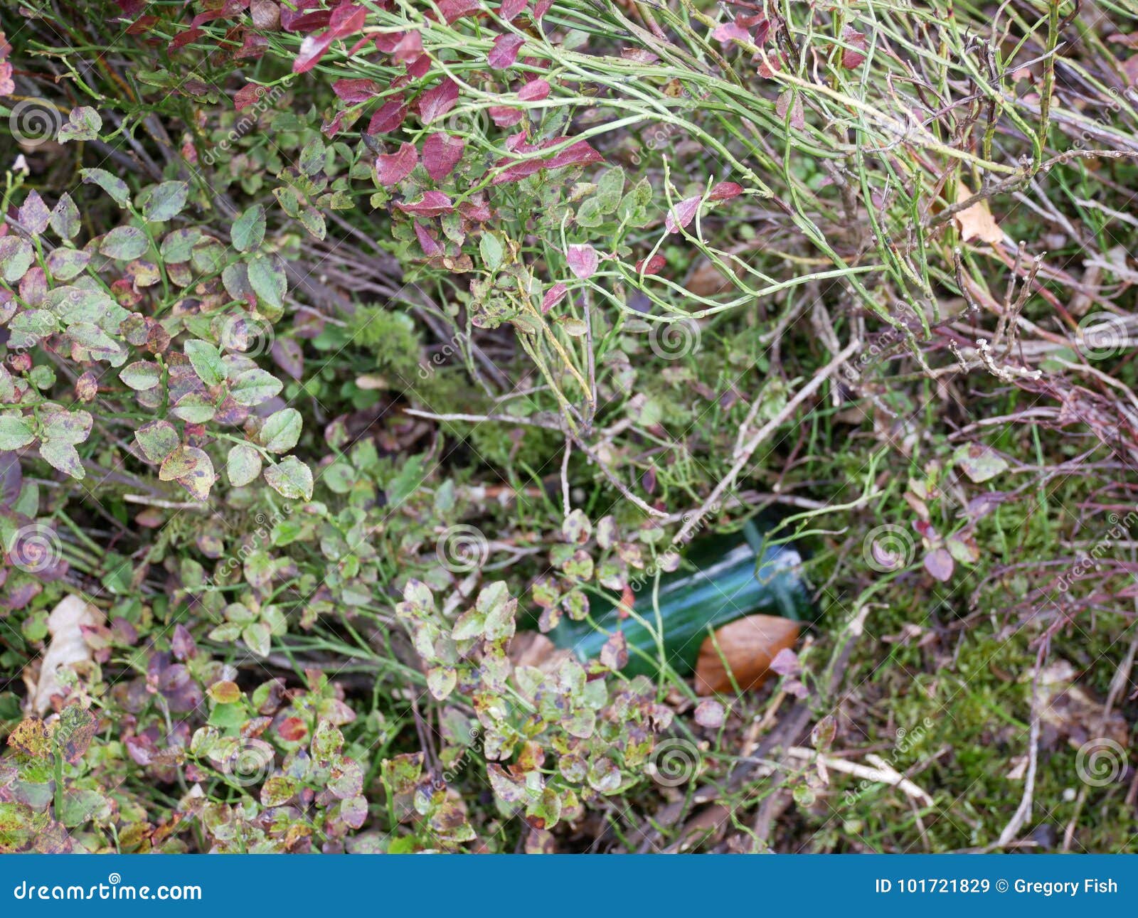 Ecological Problems and Pollution of Nature by Rubbish. Stock Image ...