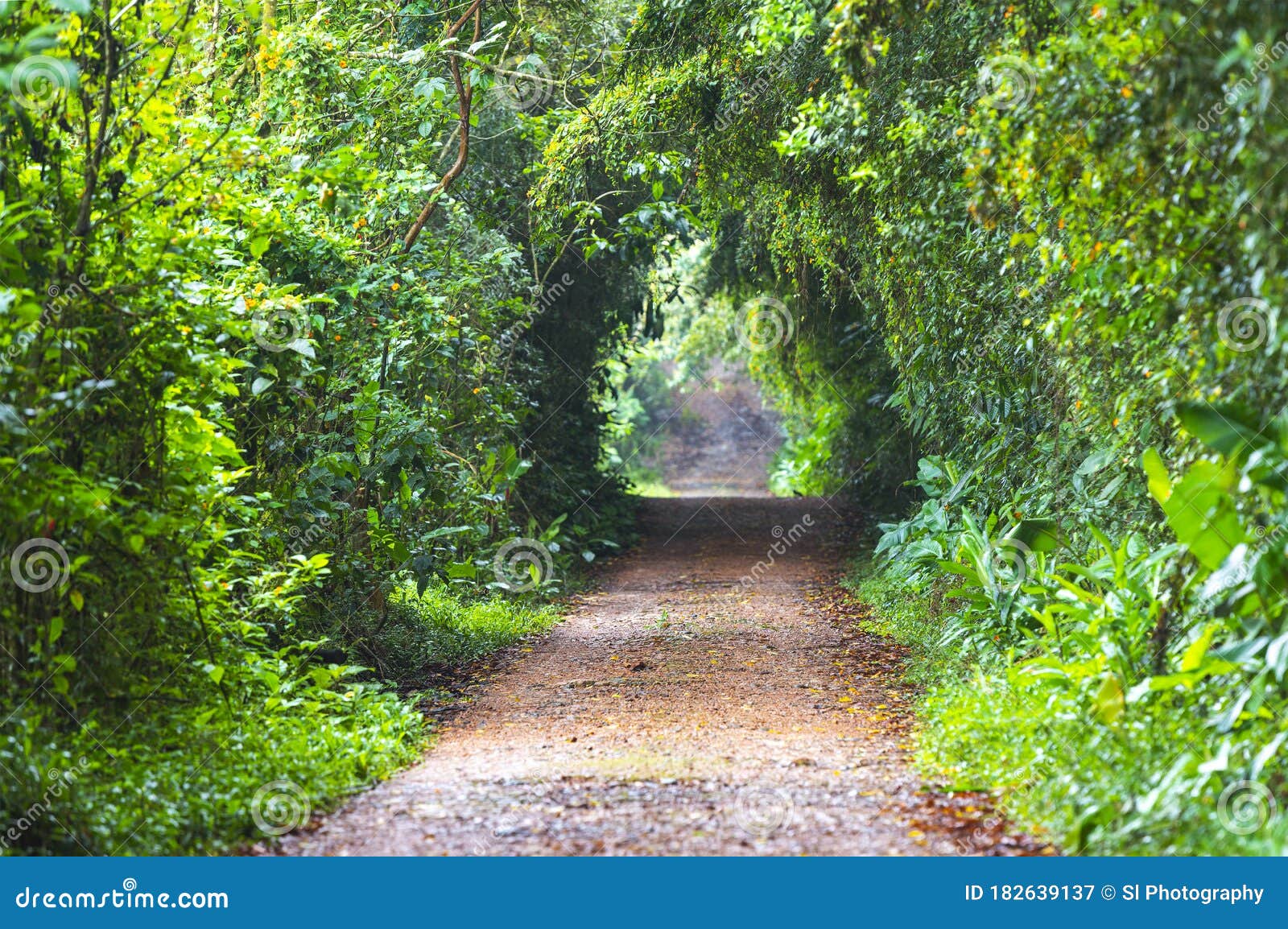 Ecological Road, Mindo, Ecuador Stock Image - Image of majestic, mindo ...
