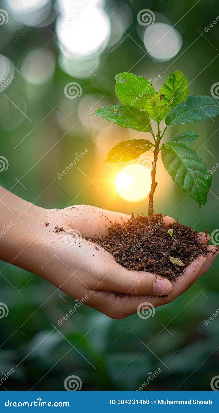 Ecological Sentiment Human Hand Holds a Tree in Nature Stock ...