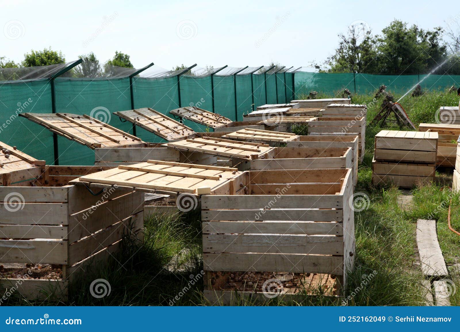 Ecological Snail. Farm for Growing Grape Snails. Snail Close-up on a ...