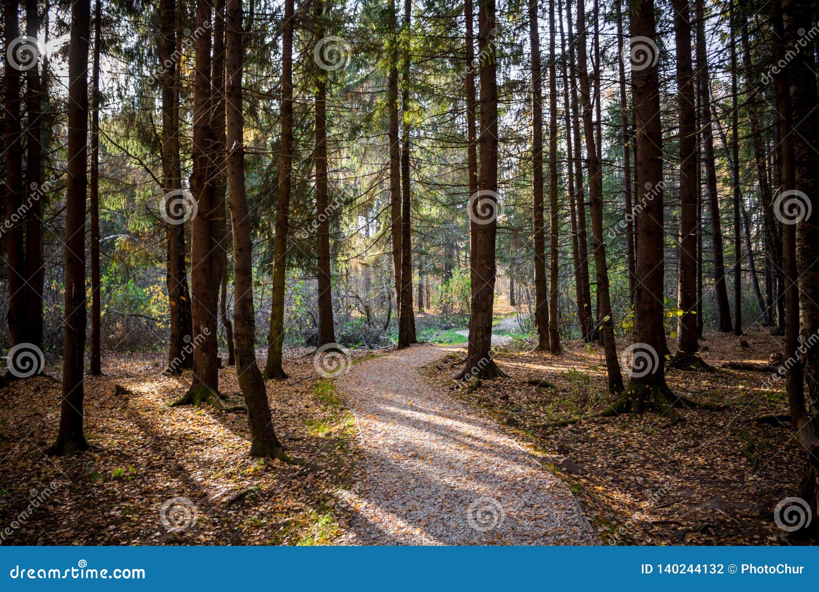 Ecological Trail of Rubble through the Forest Stock Photo - Image of ...