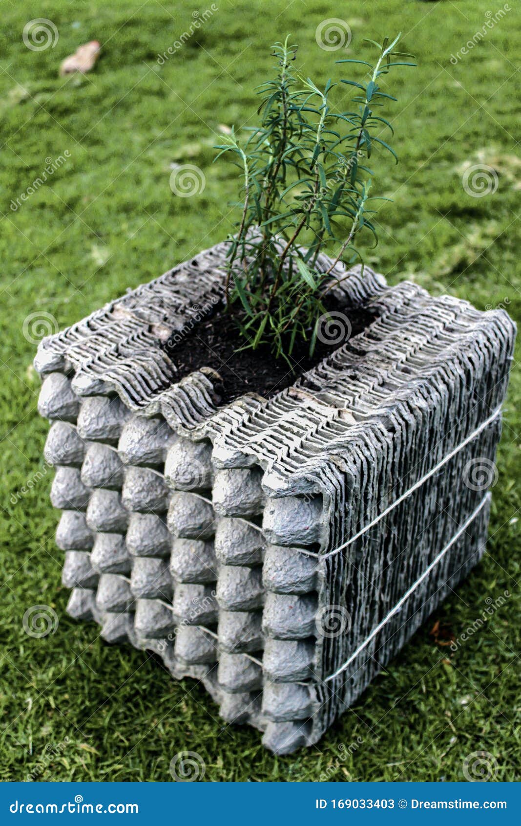 Ecological Tree in Recycled Pot Stock Image - Image of natural, meter ...