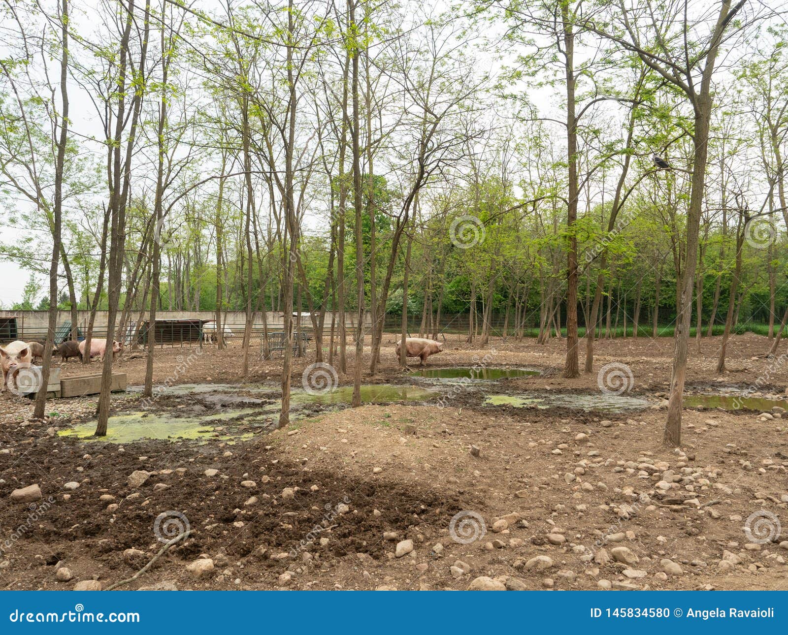 The ecological vegan farm stock photo. Image of pink - 145834580