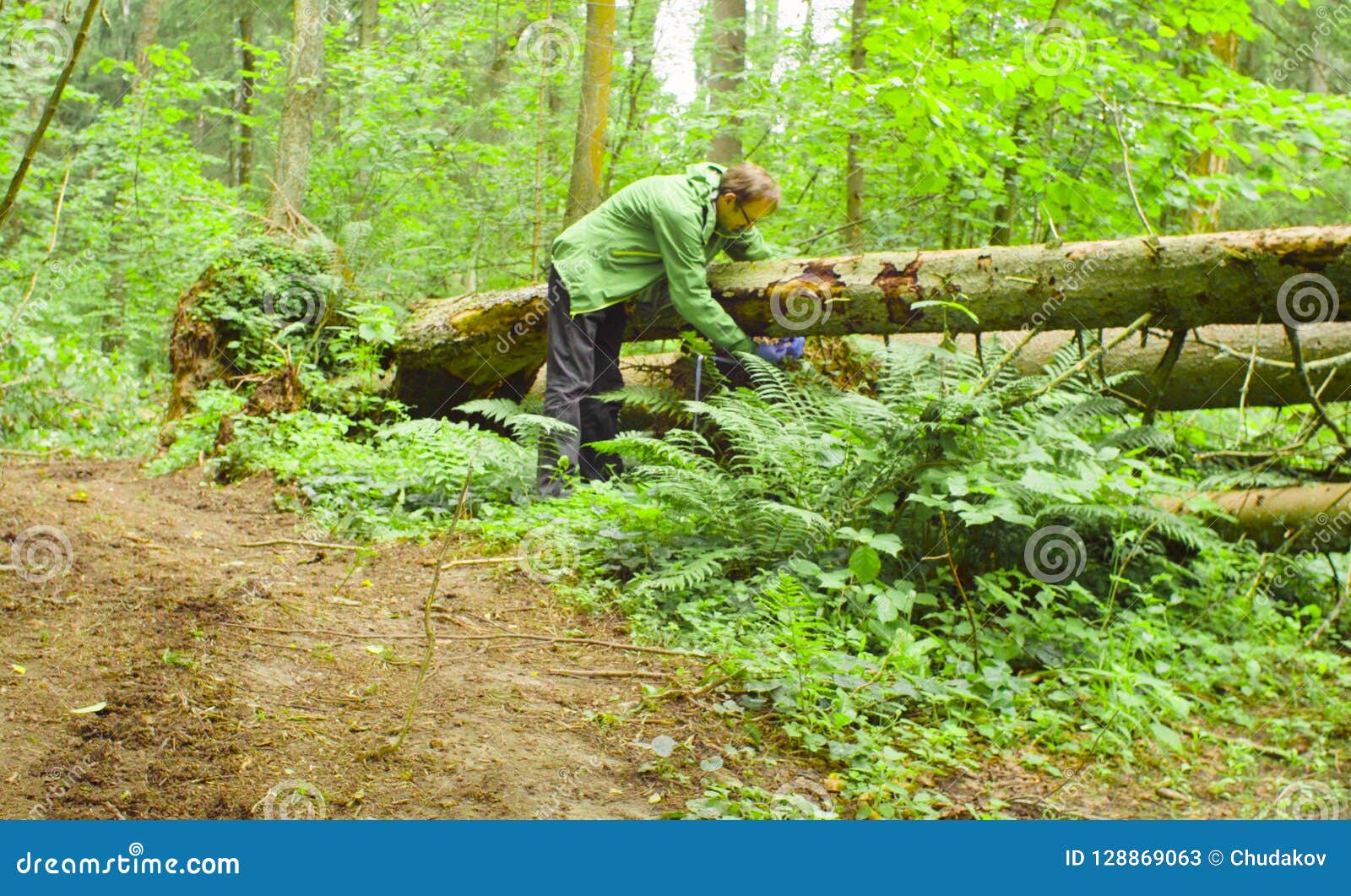 The Ecologist in a Forest Measuring a Tree Trunk Stock Image - Image of ...