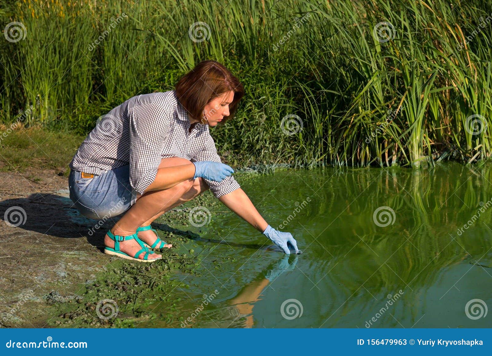 Ecologist Takes Samples of River Water with Green Algae for Laboratory ...