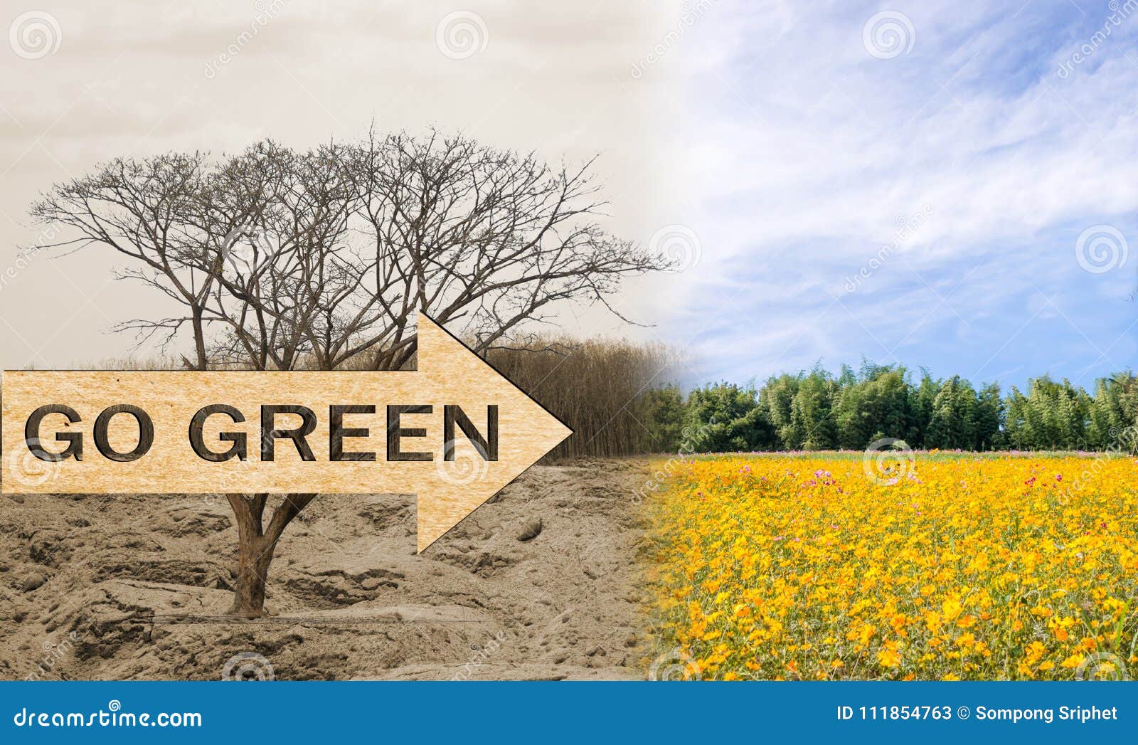 Ecology Concept Go Green Change Tree Forest Drought and Forest Stock ...
