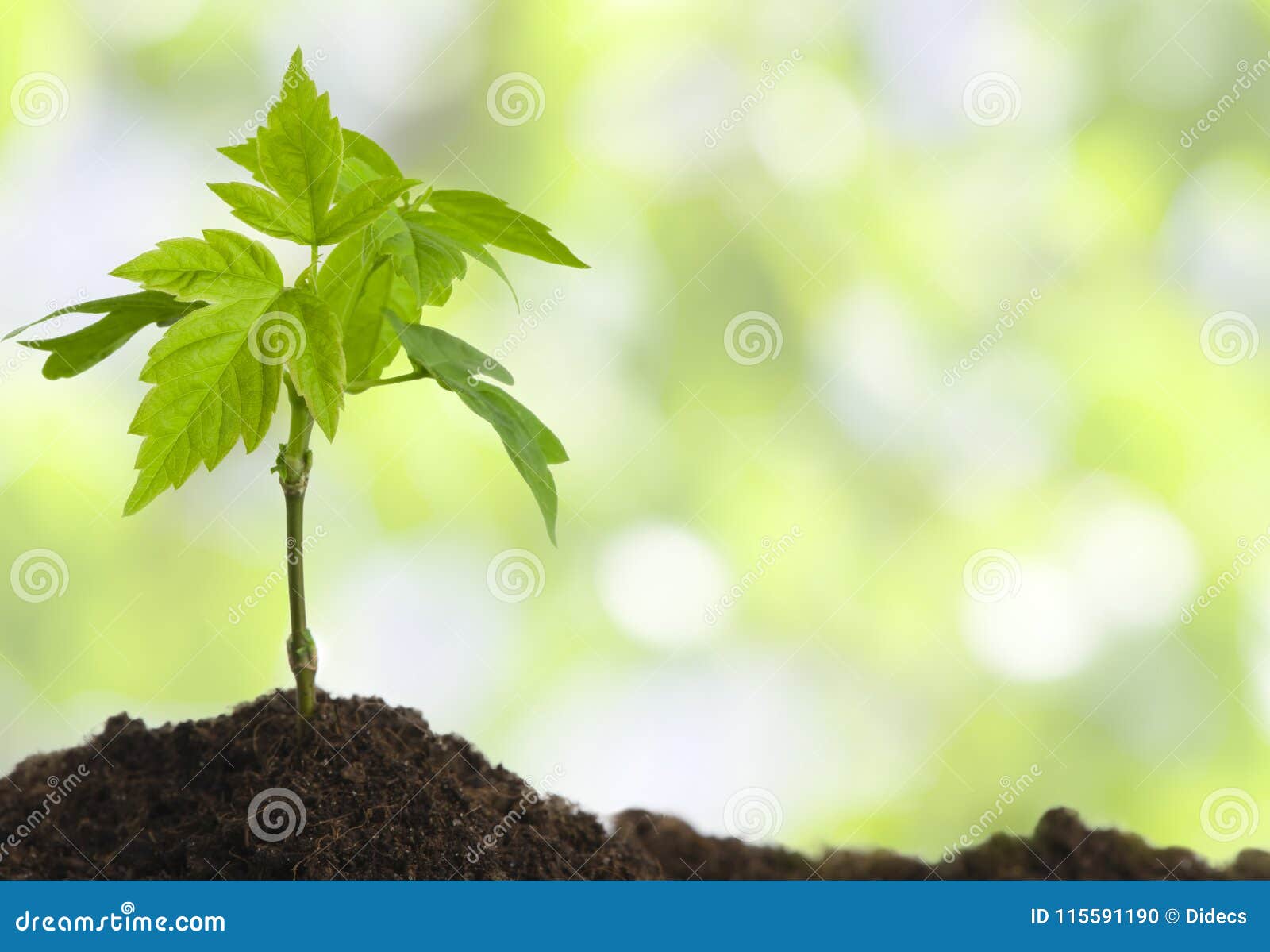 Ecology Concept of Growing Seedling in Soil on Abstract Background ...