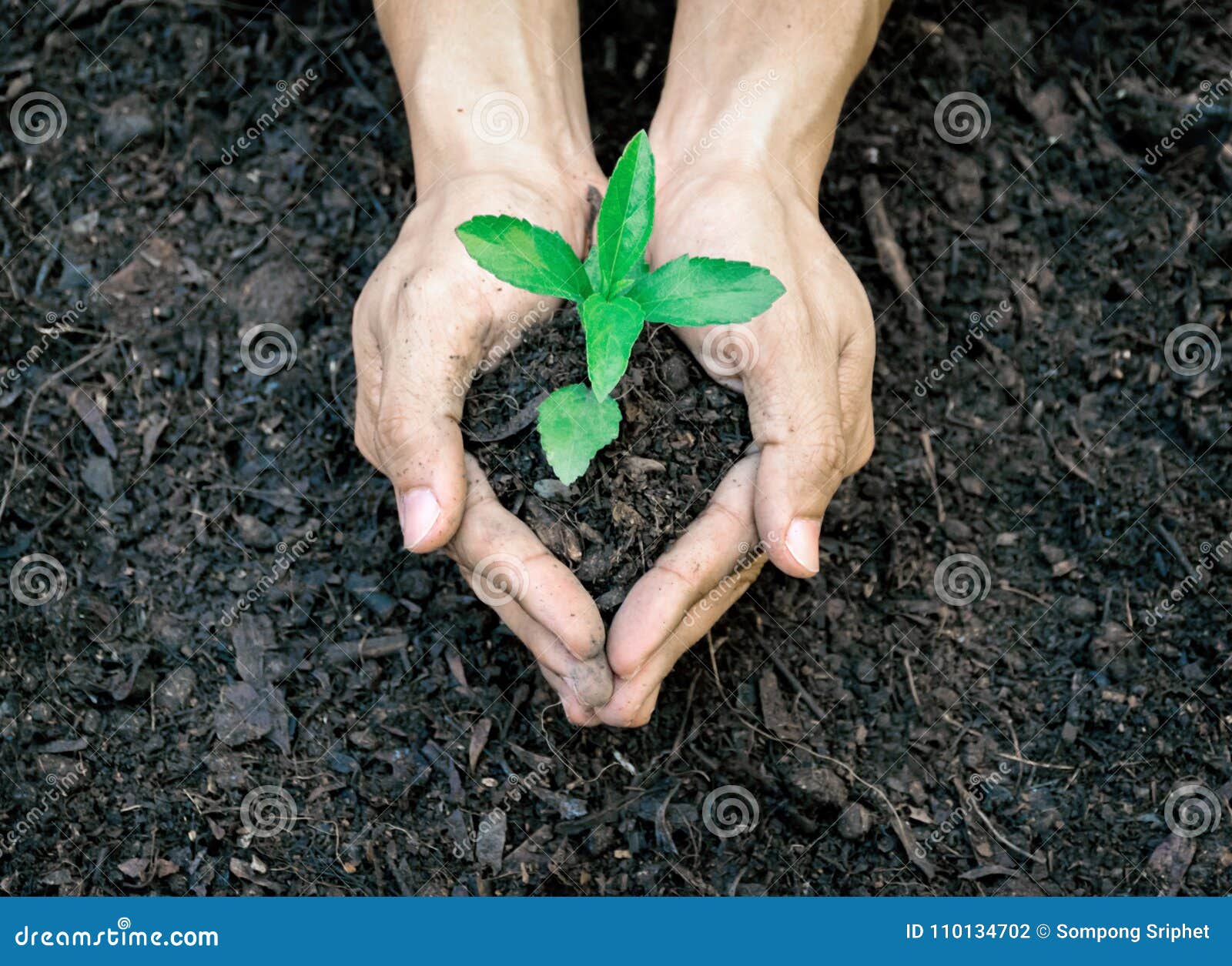 Ecology Concept Hands Holding Plant a Tree Sapling with on Ground Stock ...