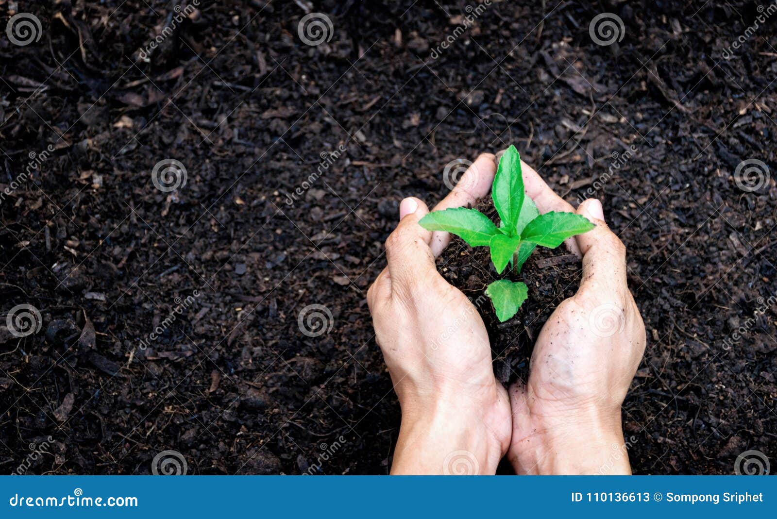 Ecology Concept Hands Holding Plant a Tree Sapling with on Ground Stock ...