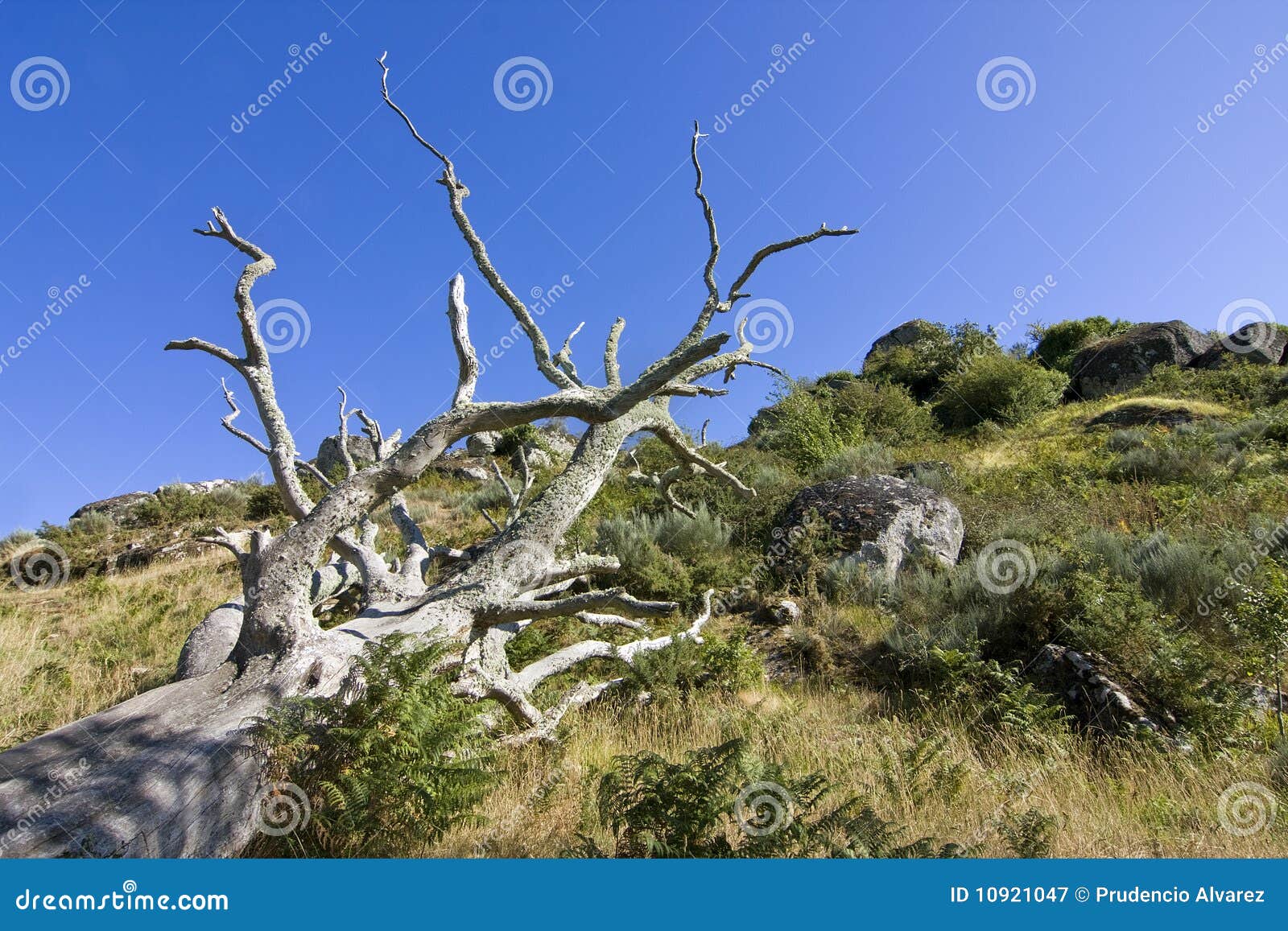 Ecology in Danger, Destruction of Trees Stock Image - Image of ...