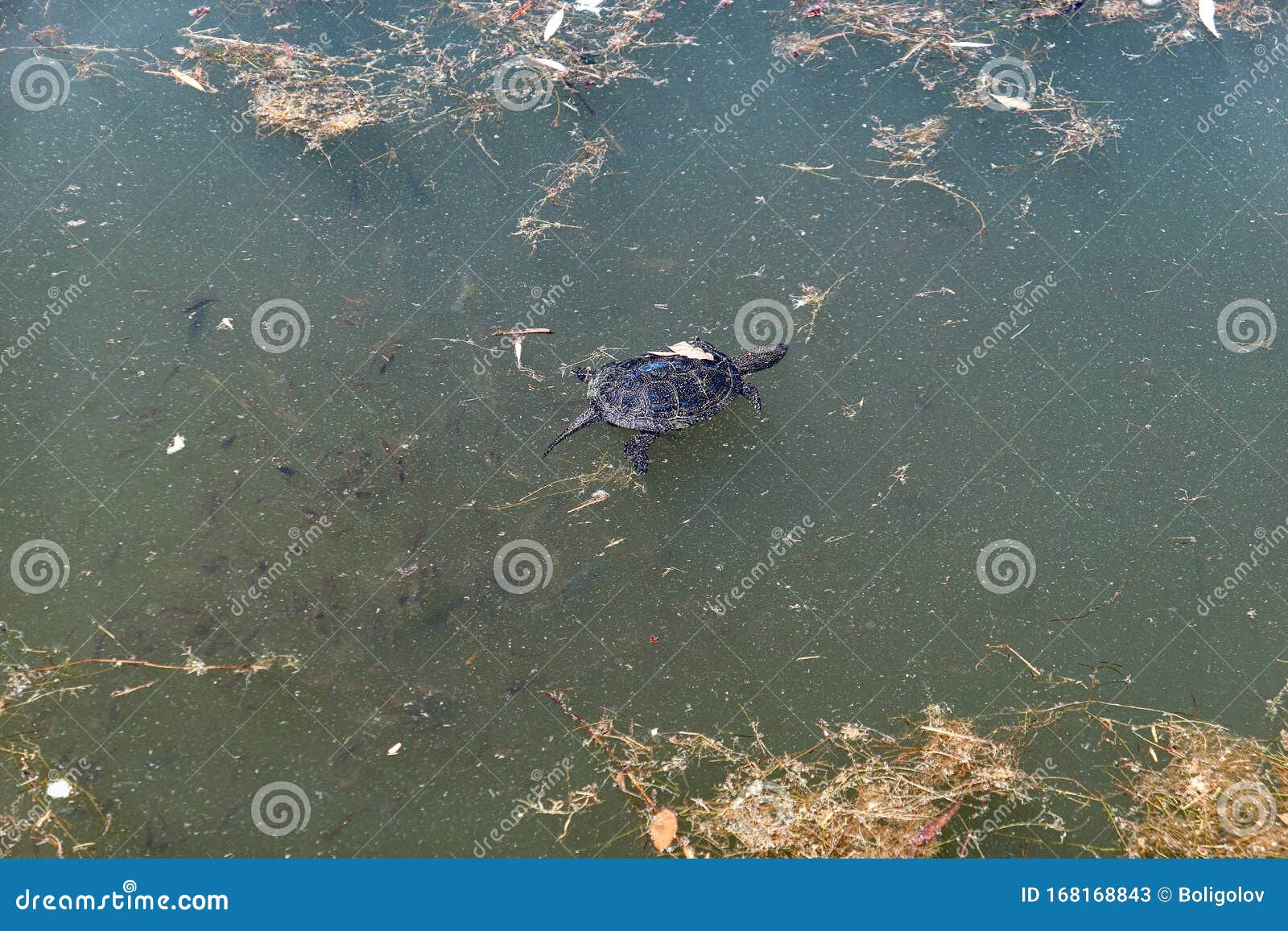 Single Turtle in Dirty Pool Stock Image - Image of pool, close: 168168843