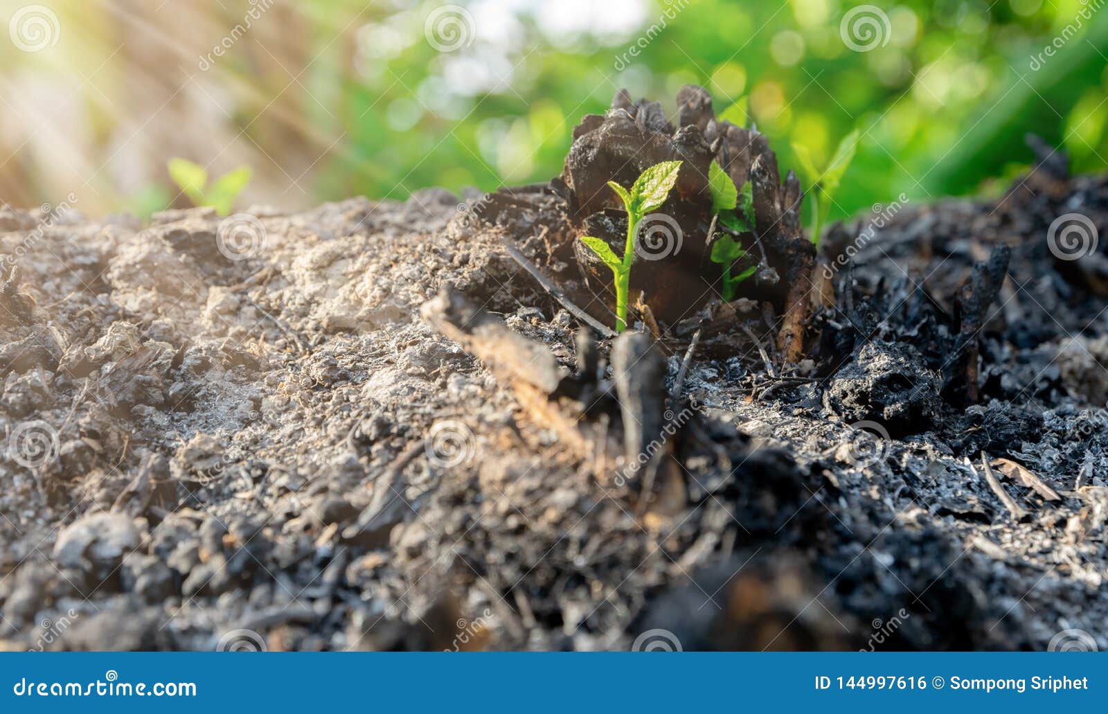 Ecology and Environment Tree Growth in the Forest Area that Stock Photo ...