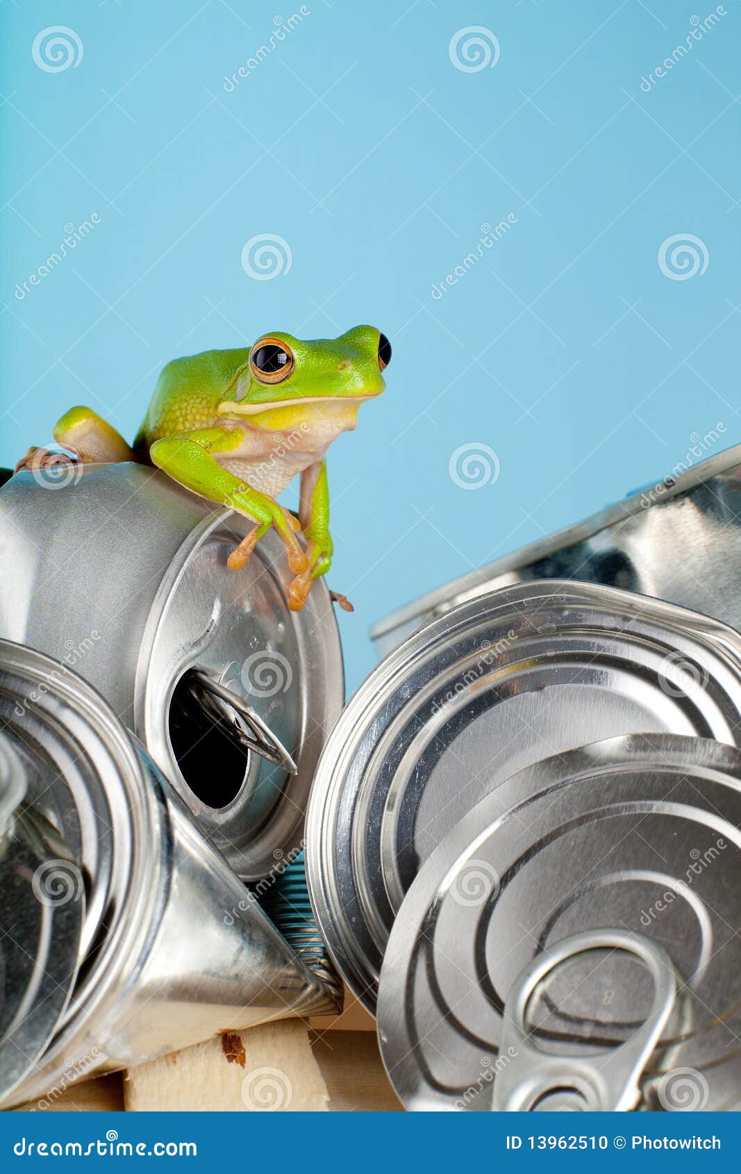 Ecology frog stock photo. Image of cute, earth, lipped - 13962510