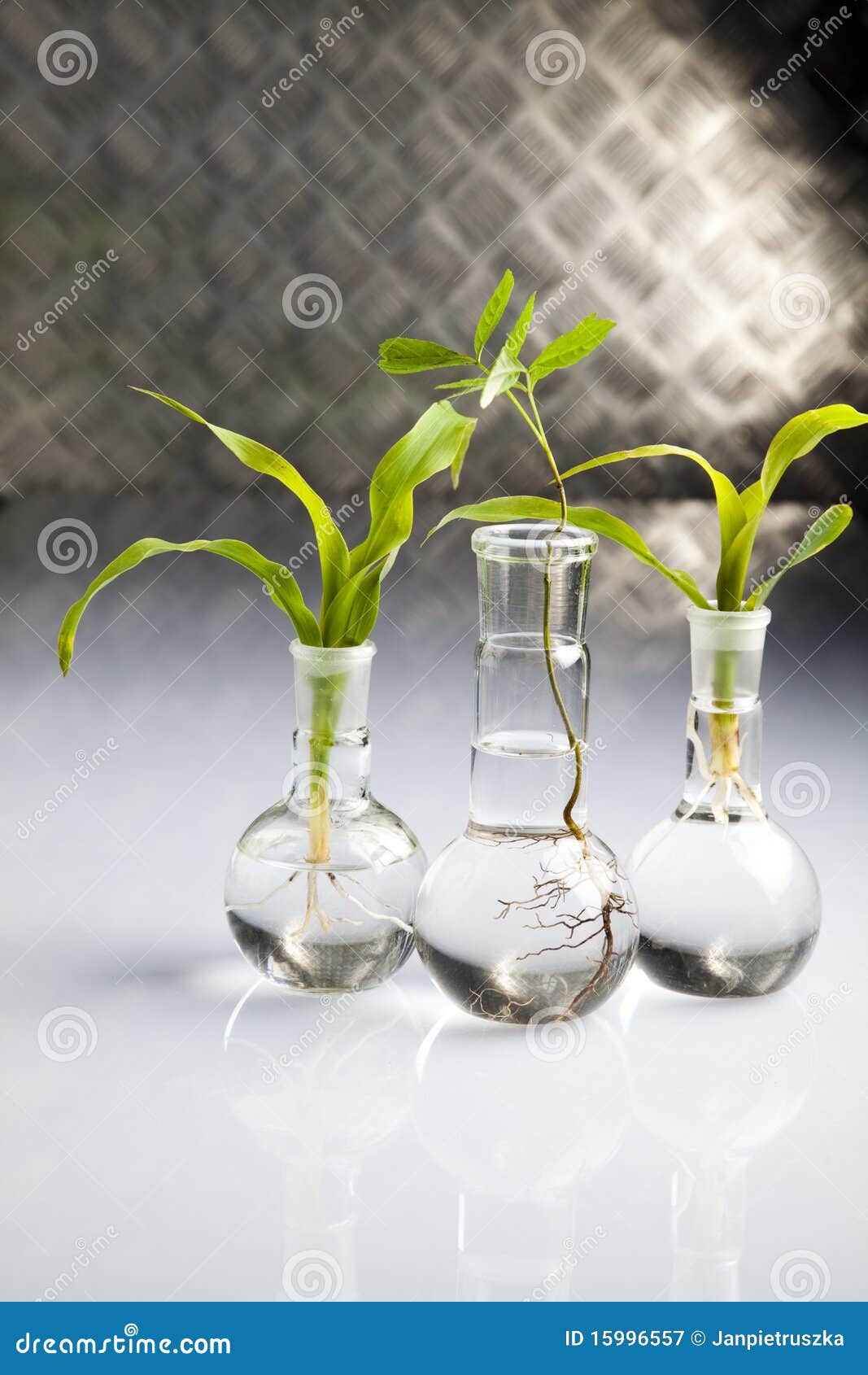 Ecology Laboratory Experiment Stock Image - Image of leaf, biochemistry ...