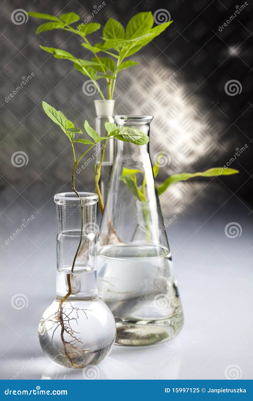Ecology Laboratory Experiment Stock Image - Image of grass, grow: 15997125
