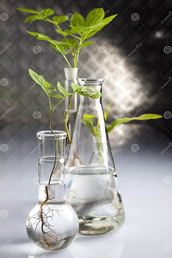 Ecology Laboratory Experiment Stock Image - Image of grass, grow: 15997125