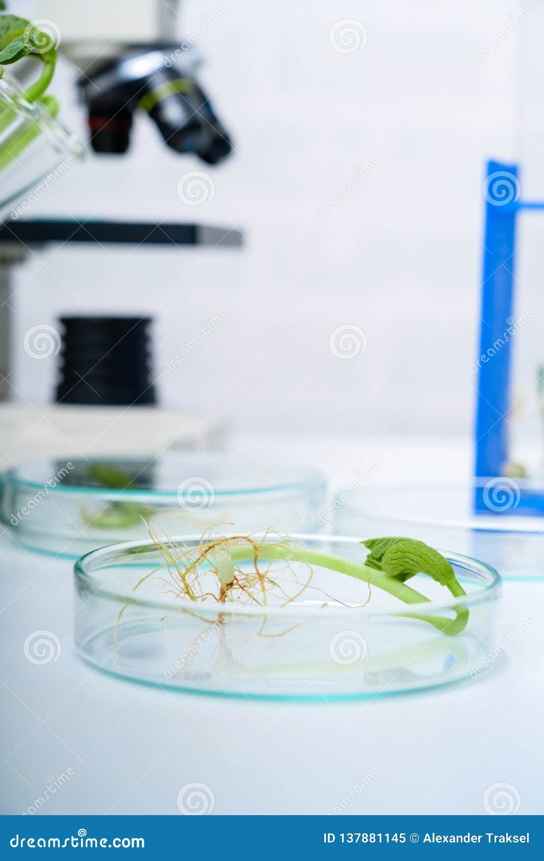 Ecology Laboratory Exploring New Methods of Plant Breeding Stock Image ...