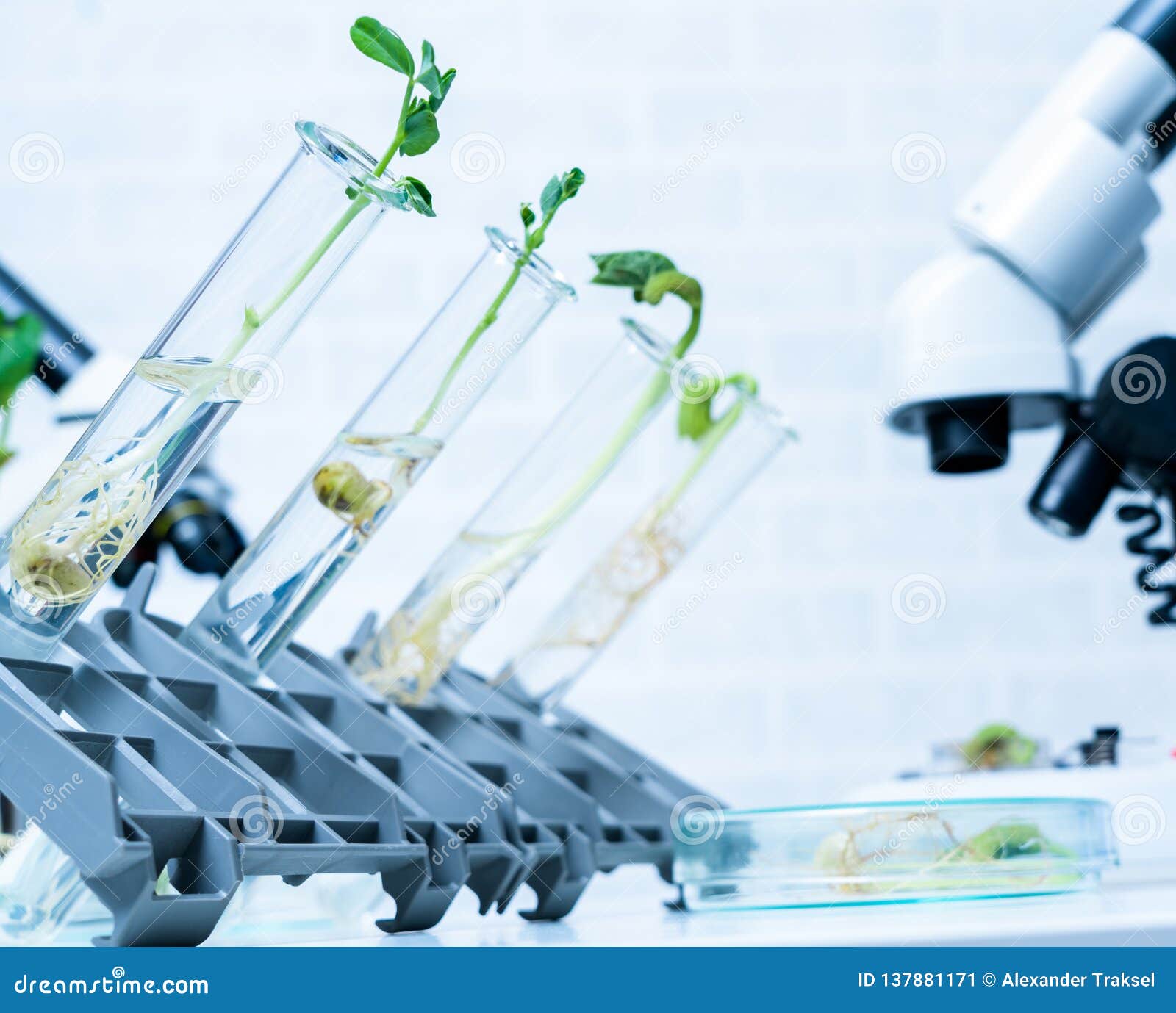Ecology Laboratory Exploring New Methods of Plant Breeding Stock Image ...