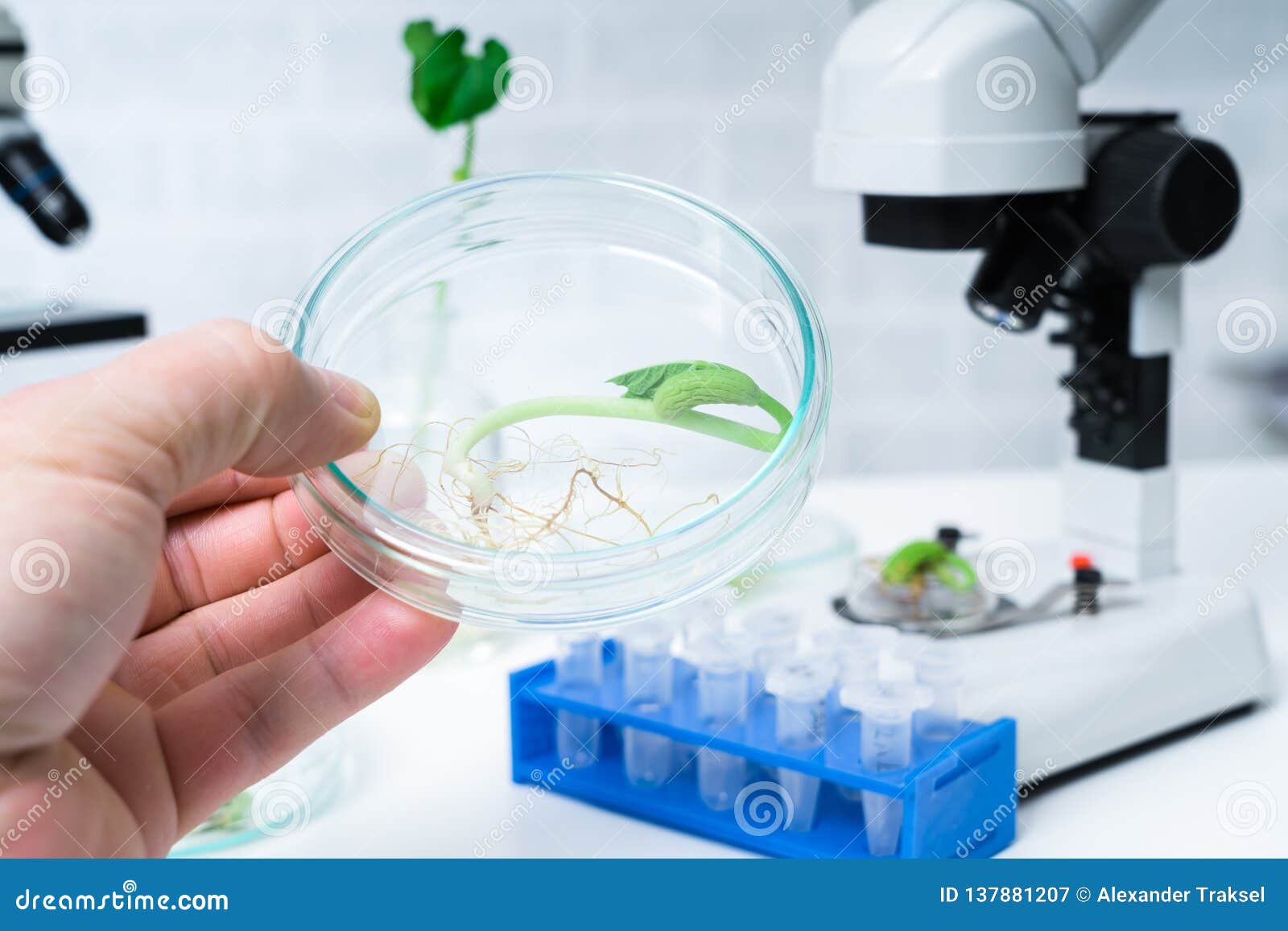 Ecology Laboratory Exploring New Methods of Plant Breeding Stock Image ...