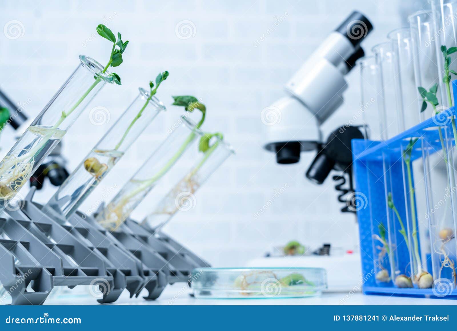 Ecology Laboratory Exploring New Methods of Plant Breeding Stock Image ...