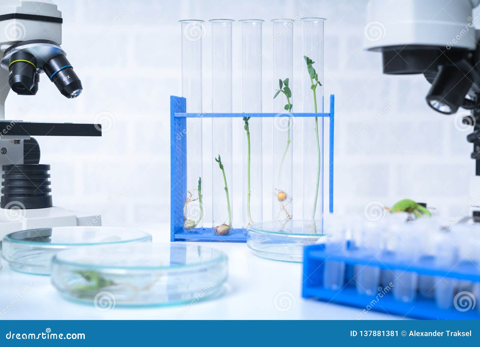 Ecology Laboratory Exploring New Methods of Plant Breeding Stock Image ...